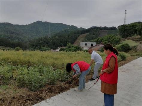 巾帼志愿服务丨桐城市黄甲镇葛湾村妇联：种植添新绿 巾帼在行动澎湃号·政务澎湃新闻 The Paper