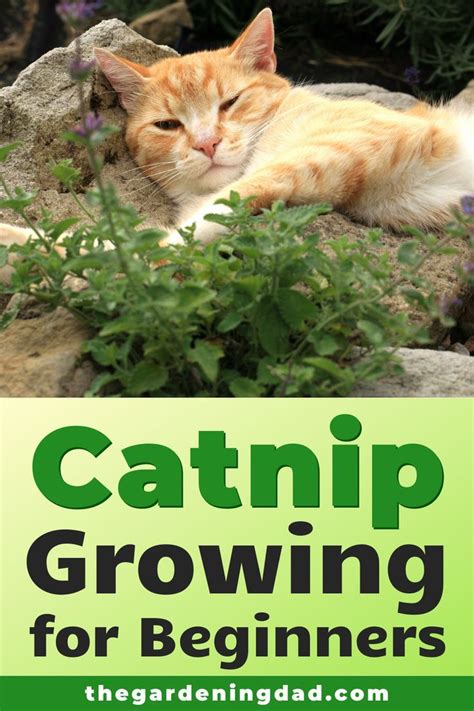 10 Easy Tips How To Grow Catnip Artofit