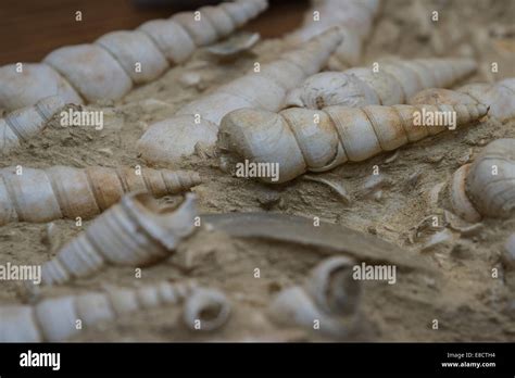 Cluster Of Well Preserved Sea Shell Fossils From Millions Of Years Ago