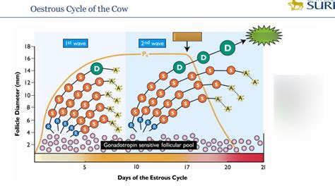 Oestrous Cycle Of The Cow Diagram Quizlet