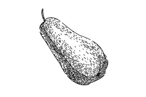 Organic Chayote Healthy Sketch Hand Drawn Vector 3315362