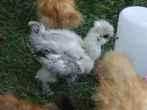 My 7 Week Old Silkie Chicks Backyard Chickens Learn How To Raise