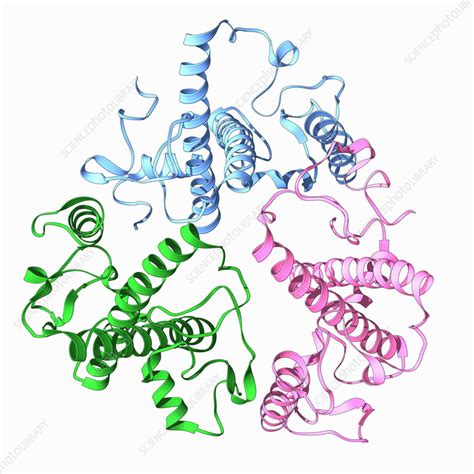 Light Harvesting Complex Ii Molecular Model Stock Image C0610218