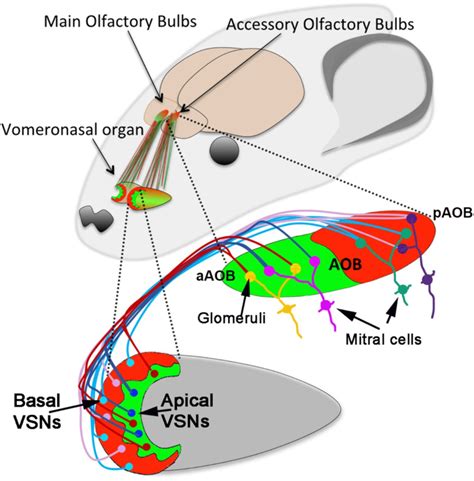 Mouse Olfactory System