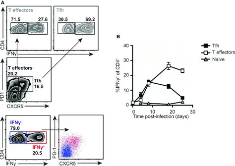 Pd1 Lo T Follicular Helper Cells Tfh Like Function As Effector