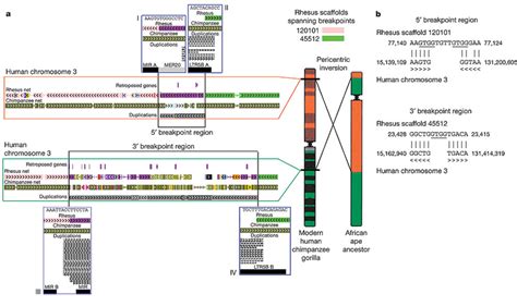 Human Chromosome 3 Pericentric Inversion Breakpointsa Inversion