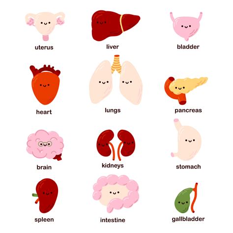 Conjunto De 12 Lindos órganos Humanos Kawaii Corazón Hígado Riñones