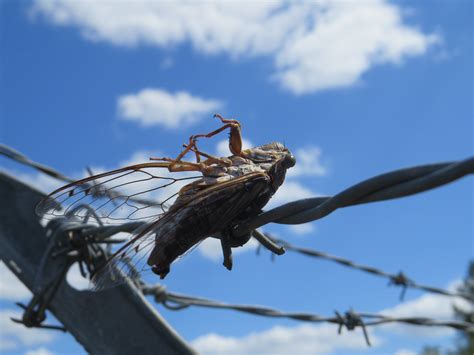 Loggerhead Shrike Butcher And Songbird Georgia Wildlife Blog