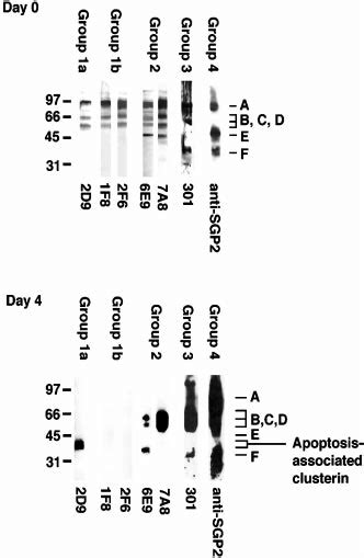 classification of antibodies for chain chain or mixed epitopes in