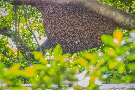 Ruche Sauvage D Abeille Dans Un Arbre Image Stock Image Du Nature