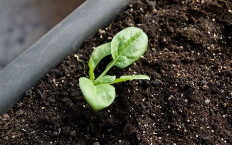 Cómo Es El Cultivo De Las Espinacas En Macetas