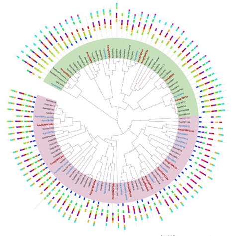 Obps Phylogeny By Bayesian Inference The Obp Are Divided Into Two