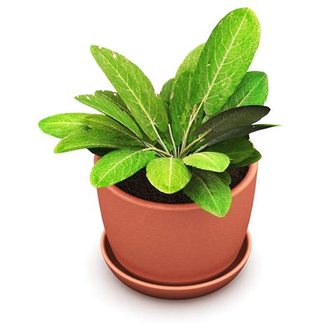 Growing Sorrel In Pots Learn About Container Grown Sorrel Care