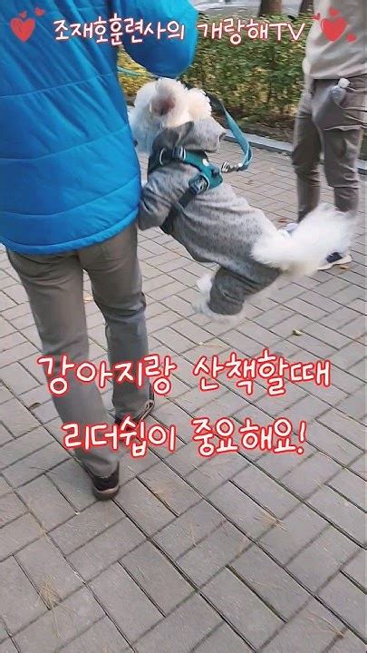 강아지와 산책할때 리더쉽이 중요한 이유 Youtube