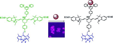 A New Ratiometric Fluorescent Probe For Detection Of Fe2 With High