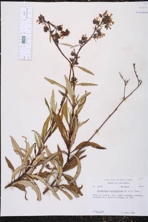 Specimen Details Plant Atlas