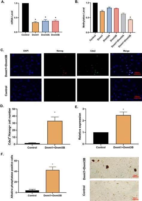 Dnmt1 And Dnmt3b Could Induce A Totipotent State In Fibroblast A Download Scientific Diagram