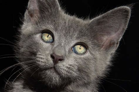 Download A Majestic Russian Blue Cat Stares Graciously