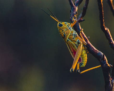 Wallpaper Grasshopper Insect Tree Branch 5120x2880 Uhd 5k Picture Image