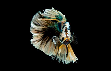 緑黒黄色のベッタ魚のメインカラーでカラフルなシャムの戦いの魚は黒の背景に隔離されました かわいがられているペットのストックフォトや画像を