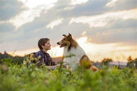 Lassie Eine Abenteuerliche Reise Dvd Oder Blu Ray Leihen