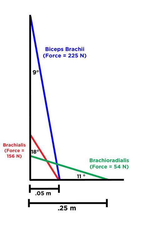 Solved Calculate The Torque For Each Muscle Around The Joint Chegg Com
