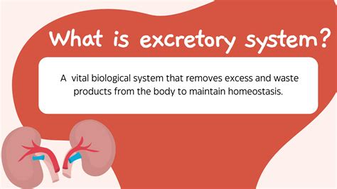 SOLUTION Excretory System 1 Studypool