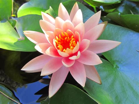 Blok Top Most Beautiful Flowers In The World