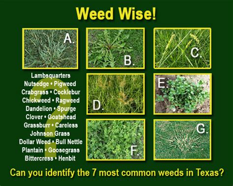 Texas Lawn Weed Identification Chart My Xxx Hot Girl