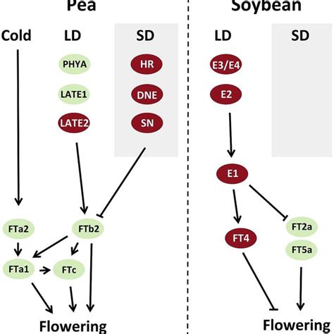 Pdf Genetic Control Of Flowering Time In Legumes