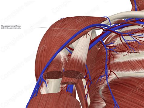 Thoracoacromial Artery Complete Anatomy