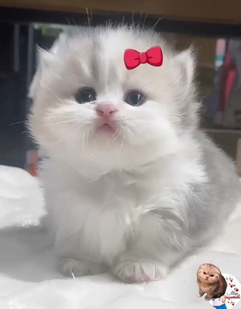 милые котики милые котики и другие ВКонтакте