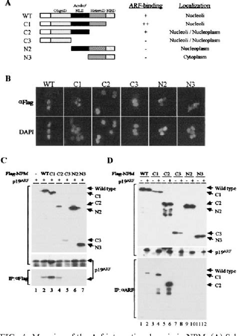 Figure 1 From Nucleophosminb23 Arf Tumor Suppressor Protein With