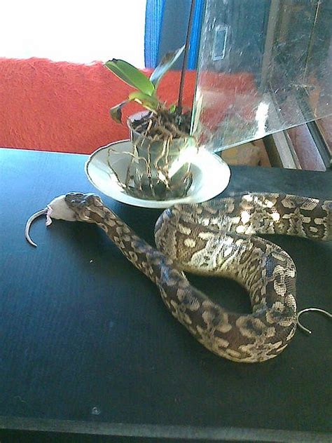 Acrantophis Dumerili Blešno Litoměřice Prodám Chovzvířat Cz