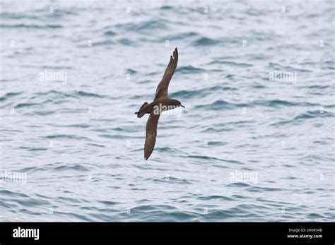 Westland Petrel Procellaria Westlandica Westland Petrel Westland