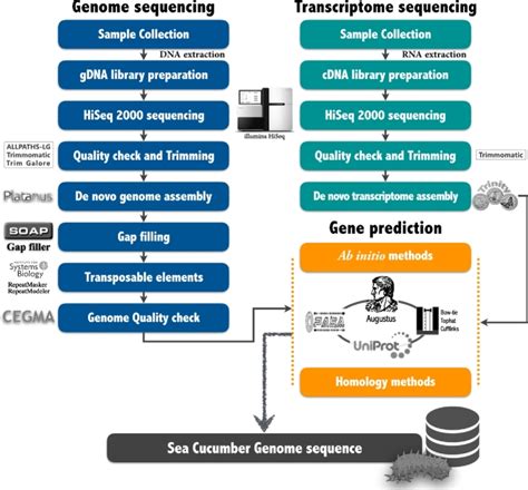 Draft Genome Of The Sea Cucumber Apostichopus Japonicus And Genetic Polymorphism Among Color