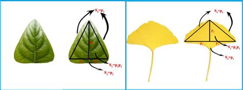 figure 1 from the shifted odd divisor functions and divisor leaves