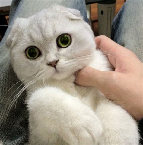 猫咪那种品种可爱？（要图片）百度知道