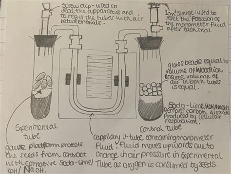 Measuring The Rate Of Oxygen Uptake Flashcards Quizlet