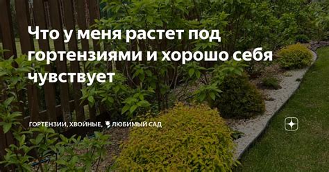 Что у меня растет под гортензиями и хорошо себя чувствует Гортензии хвойные 🌷любимый сад Дзен