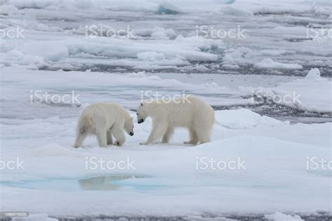 두 젊은 야생 북극곰 북극 바다 얼음 팩에 Svalbard And Jan Mayen에 대한 스톡 사진 및 기타 이미지