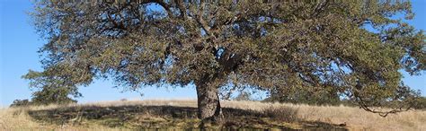 Tree Appraisals Landscape Appraisals Arborists Tree Consultants