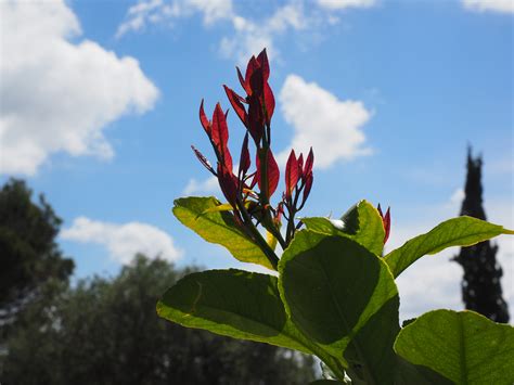 Free Images Tree Nature Grass Blossom Sky Sunlight Leaf Flower