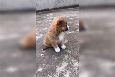 有一种可爱叫做中华田园犬看家护院的小能手 田园 能手 中华