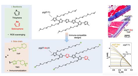 Implantable Semiconducting Polymers With Low Foreign Body Response Research Communities By