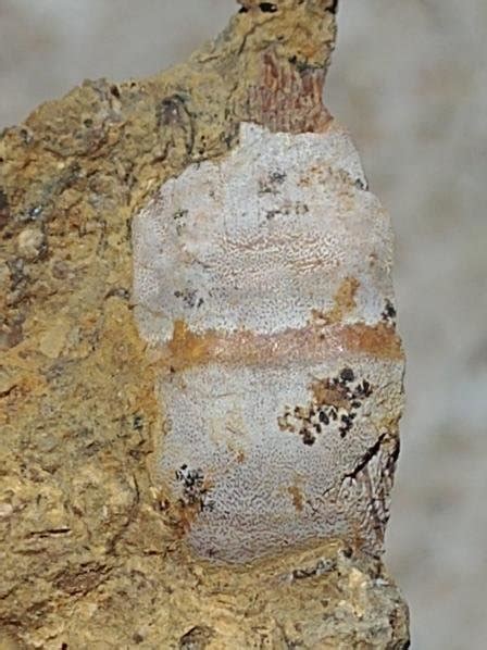 Gallery The Fossil Forum