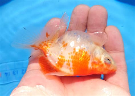 Yahooオークション ぎんとと工房gintototofish ショート テールx