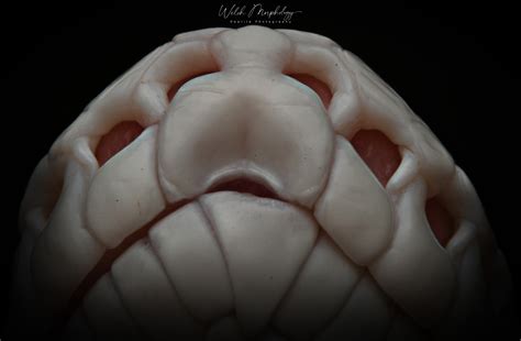 The Nose Knows Python Style Ball Pythons Morphmarket Reptile Community