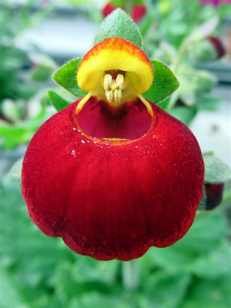Free Images Nature Fruit Flower Petal Food Green Red Produce