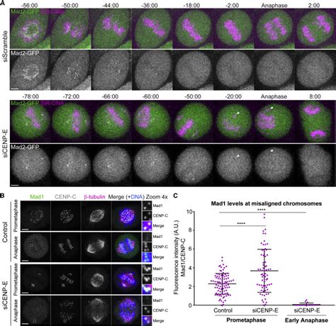 Micronuclei From Misaligned Chromosomes That Satisfy The Spindle Assembly Checkpoint In Cancer